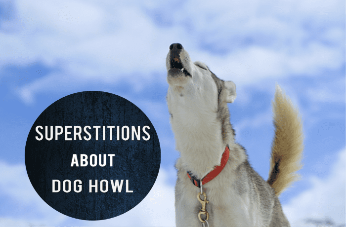 Superstitions About Dogs Howl - HubPages