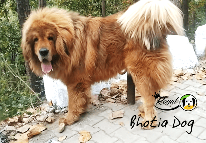 The Royal Dogs of India - HubPages