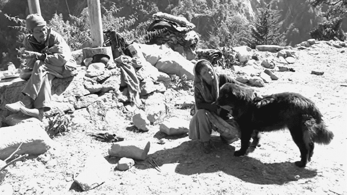 Bhotia (Himalayan Sheepdog): Dog Breed Information, Facts and ...