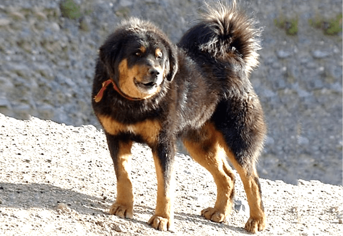 Bhotia (Himalayan Sheepdog): Dog Breed Information, Facts and ...