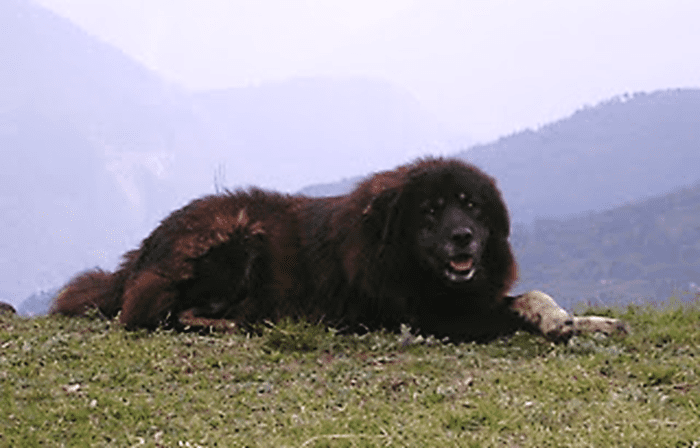 Bhotia (Himalayan Sheepdog): Dog Breed Information, Facts and ...
