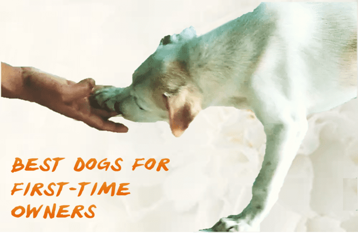 15 Best Dogs for First-time Owners - HubPages