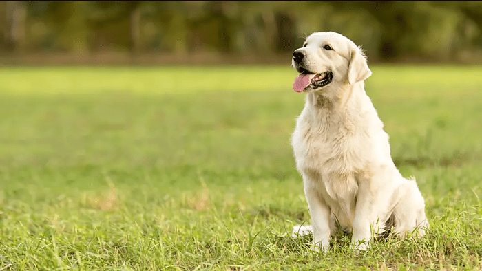15 Best Dogs for First-time Owners - HubPages
