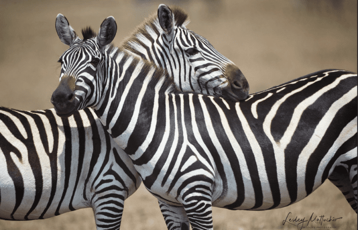 International Zebra Day - HubPages
