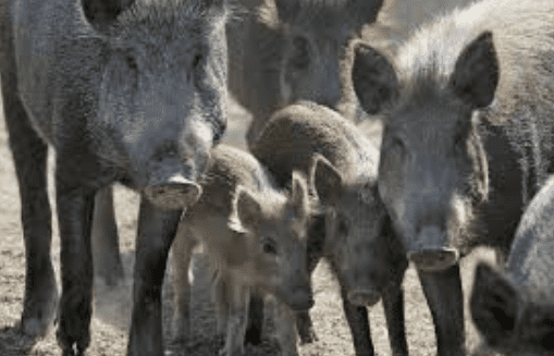 World Pig Day - HubPages