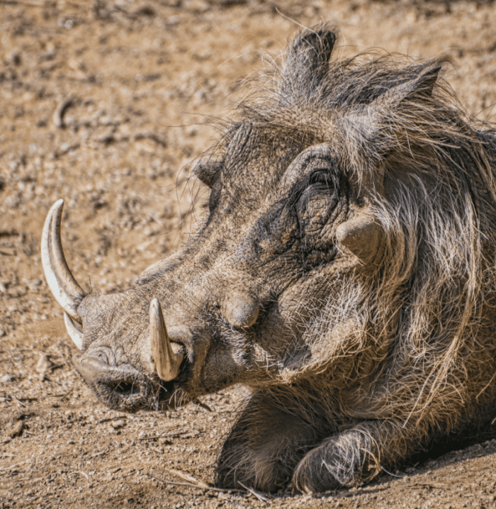 World Pig Day - HubPages