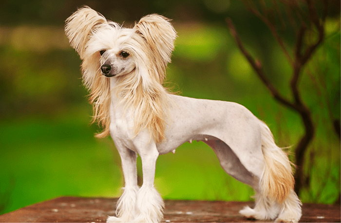 20 Best Rare and Unique Dog Breeds - HubPages