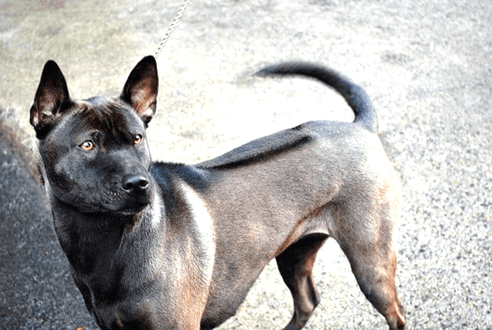 20 Best Rare and Unique Dog Breeds - HubPages