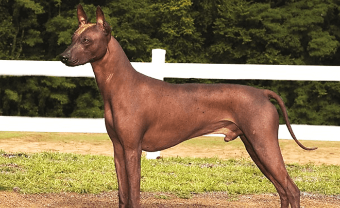 20 Best Rare and Unique Dog Breeds - HubPages