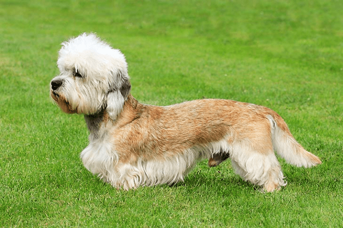 20 Best Rare and Unique Dog Breeds - HubPages