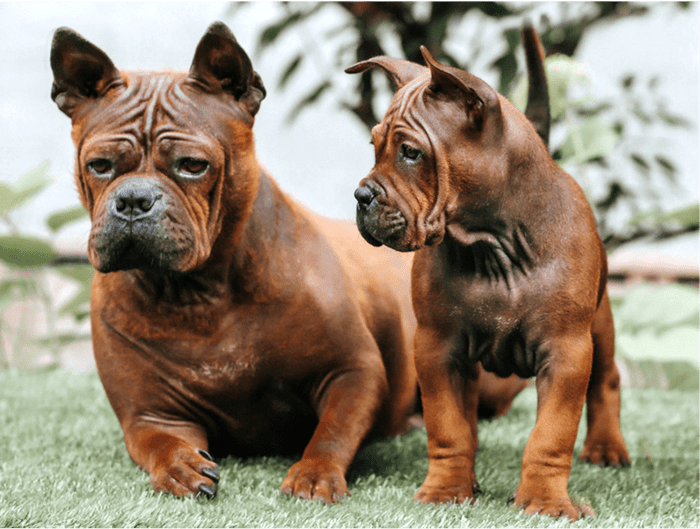 20 Best Rare and Unique Dog Breeds - HubPages