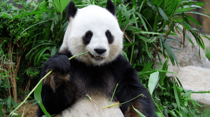 International Giant Panda Day - HubPages