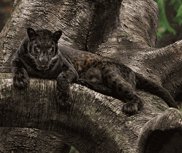 Top Wildlife Species in Tadoba: 7 Must-See Animals On Tadoba Tiger ...