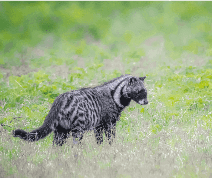 Top Wildlife Species in Tadoba: 7 Must-See Animals On Tadoba Tiger ...