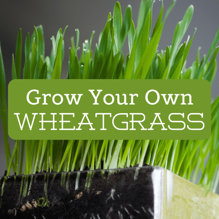 How to Use Wheatgrass Kits and Trays - Dengarden