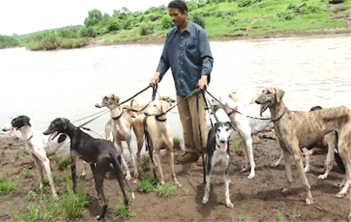 Caravan Hound or Karwanis, Dog Breed Information, Facts ...