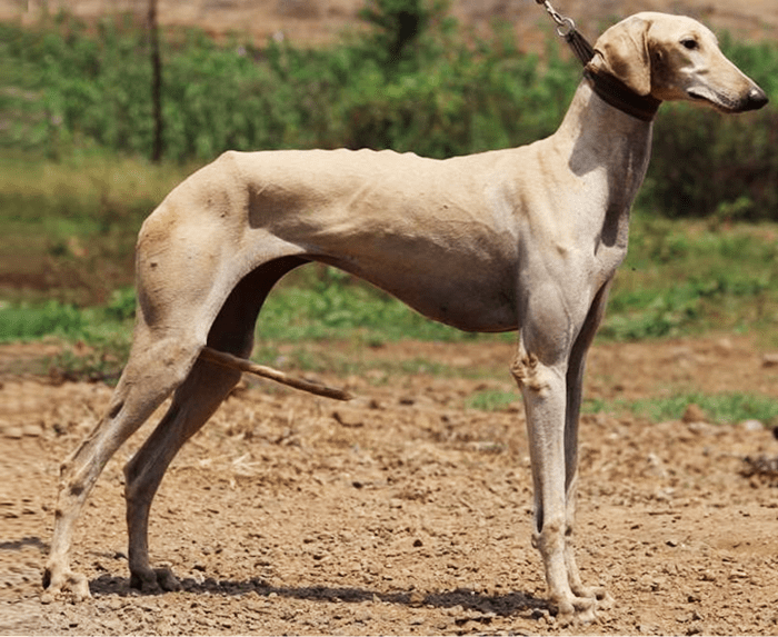 Caravan Hound or Karwanis, Dog Breed Information, Facts ...