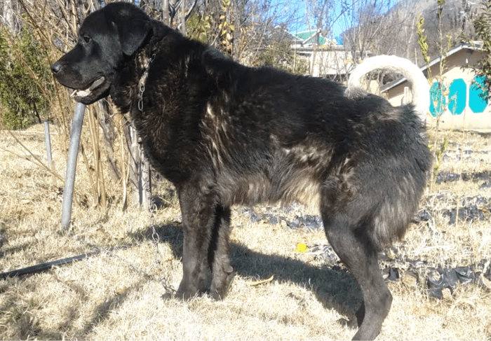 20 Dog Breeds Best Suited for North Indian Climate - HubPages