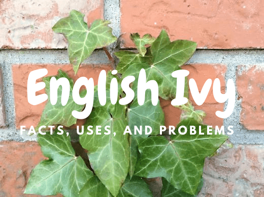 English Ivy Facts, Uses, and Problems - Dengarden