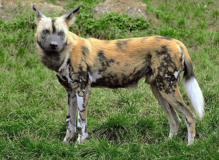 11 Wild Animals That Look Like Dogs - HubPages