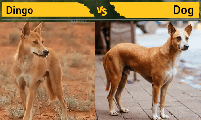 11 Wild Animals That Look Like Dogs - HubPages