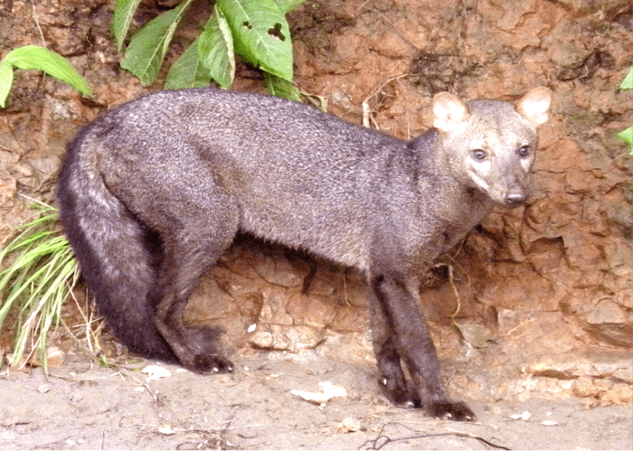 11 Wild Animals That Look Like Dogs - HubPages