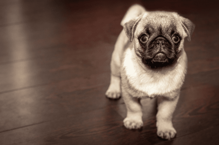 San, Chan, Sama, or Kun? A Guide to Japanese Honorifics - Owlcation