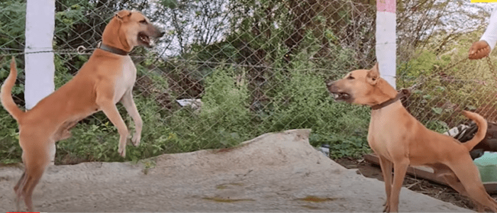 Kombai Dog: Breed Information, Facts and Characteristics - HubPages