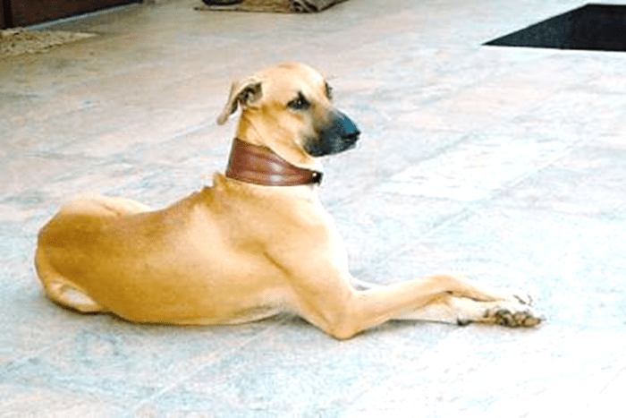 Kombai Dog: Breed Information, Facts and Characteristics - HubPages