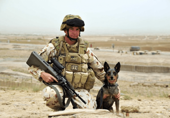 The 20 Military Working Dog Breeds - HubPages