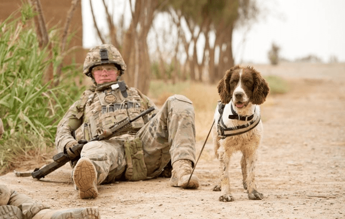 The 20 Military Working Dog Breeds - HubPages