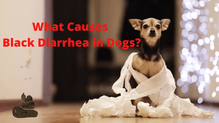 13 Causes of Black Diarrhea in Dogs - PetHelpful