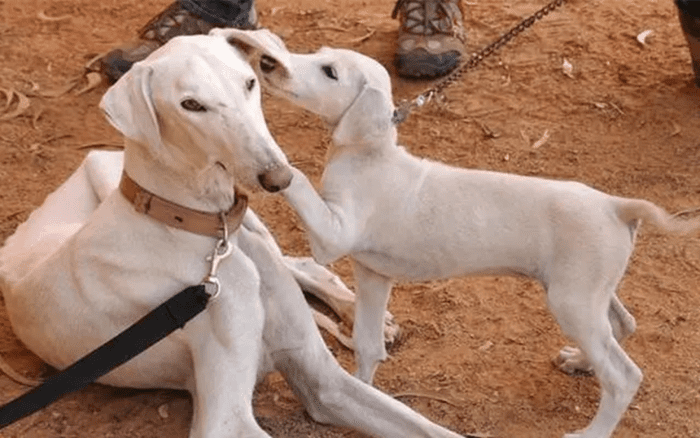 Mudhol Hound (Indian Military Dog) Breed Information, Facts ...