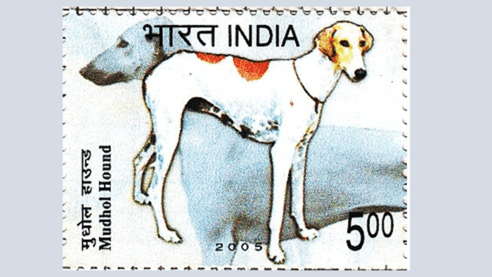 Mudhol Hound (Indian Military Dog) Breed Information, Facts ...