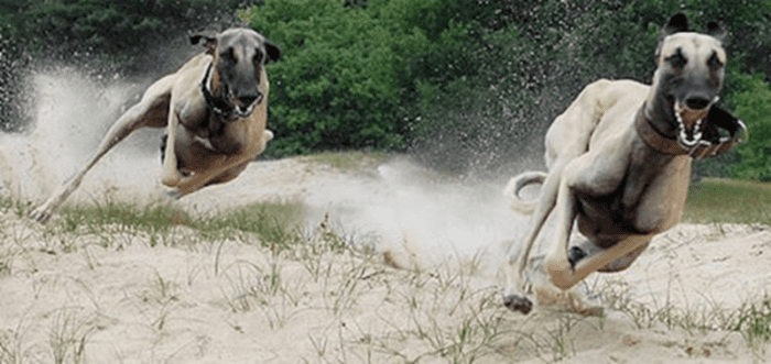 Mudhol Hound (Indian Military Dog) Breed Information, Facts ...