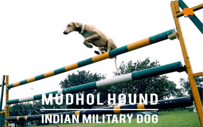 Mudhol Hound (Indian Military Dog) Breed Information, Facts ...
