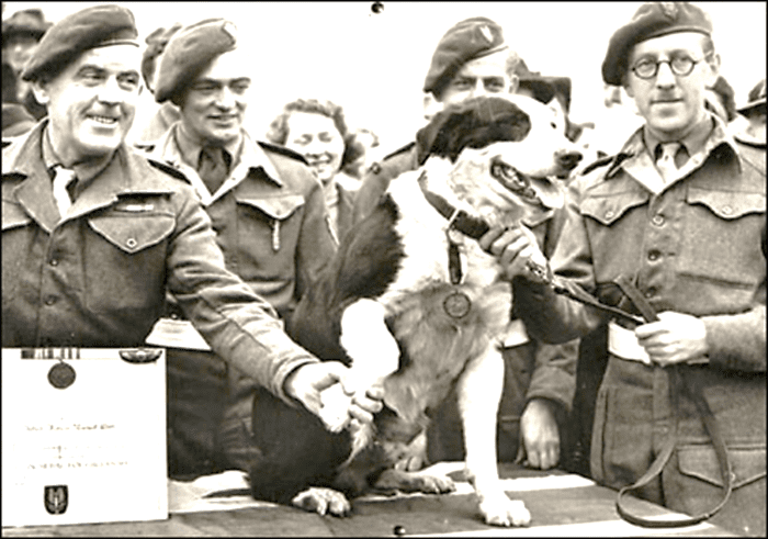 Seven Dog Breeds That Served in First World War (WWI) - HubPages