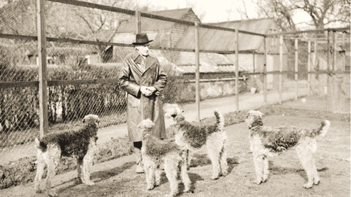 Seven Dog Breeds That Served in First World War (WWI) - HubPages