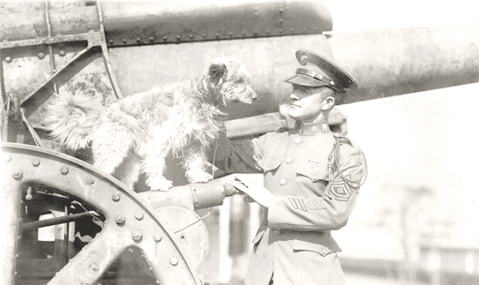 Seven Dog Breeds That Served in First World War (WWI) - HubPages