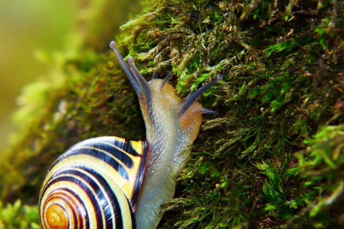 10 Interesting Facts About Snails - HubPages