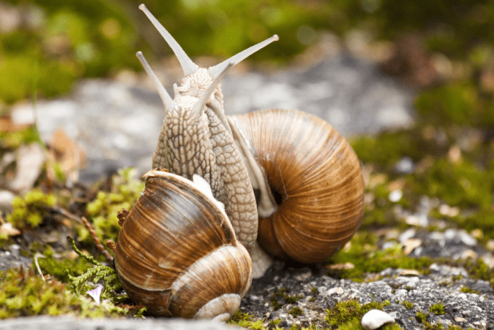 10 Interesting Facts About Snails - HubPages