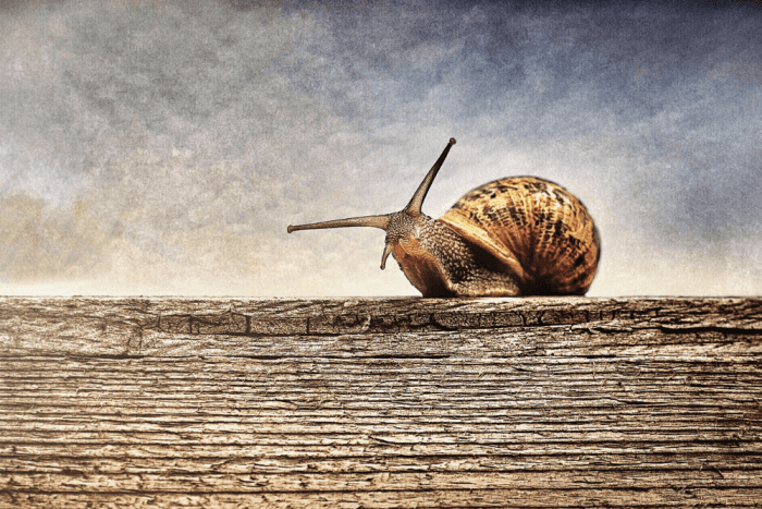 10 Interesting Facts About Snails - HubPages