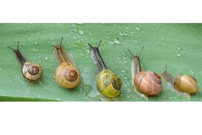 10 Interesting Facts About Snails - HubPages