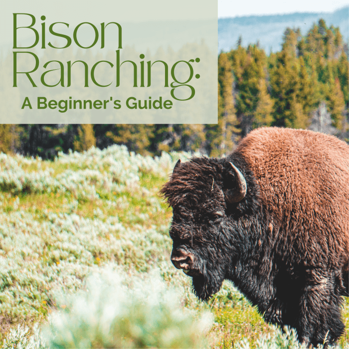 Bison Ranching for Beginners - HubPages