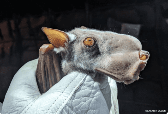 Bat Appreciation Day - HubPages