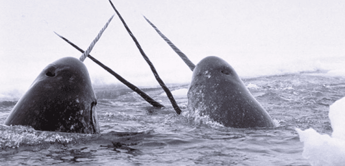 Narwhal Appreciation Day - HubPages