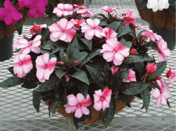10 Easy-to-Grow Flowers For Your Garden - HubPages