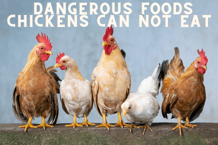 A Guide to Dangerous Foods You Should Never Feed Your Pet Chickens ...