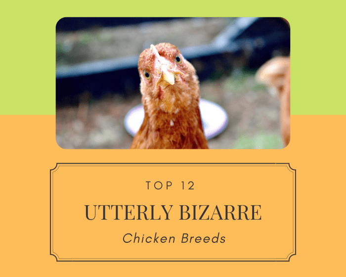 Top 12 Utterly Bizarre Chicken Breeds - PetHelpful