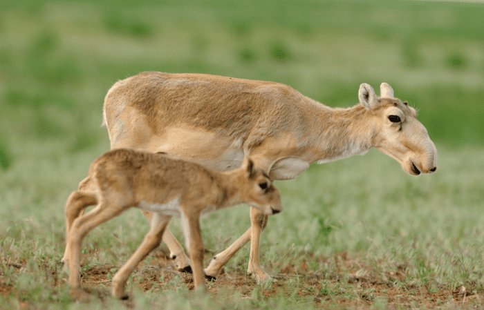 World Saiga Day - HubPages